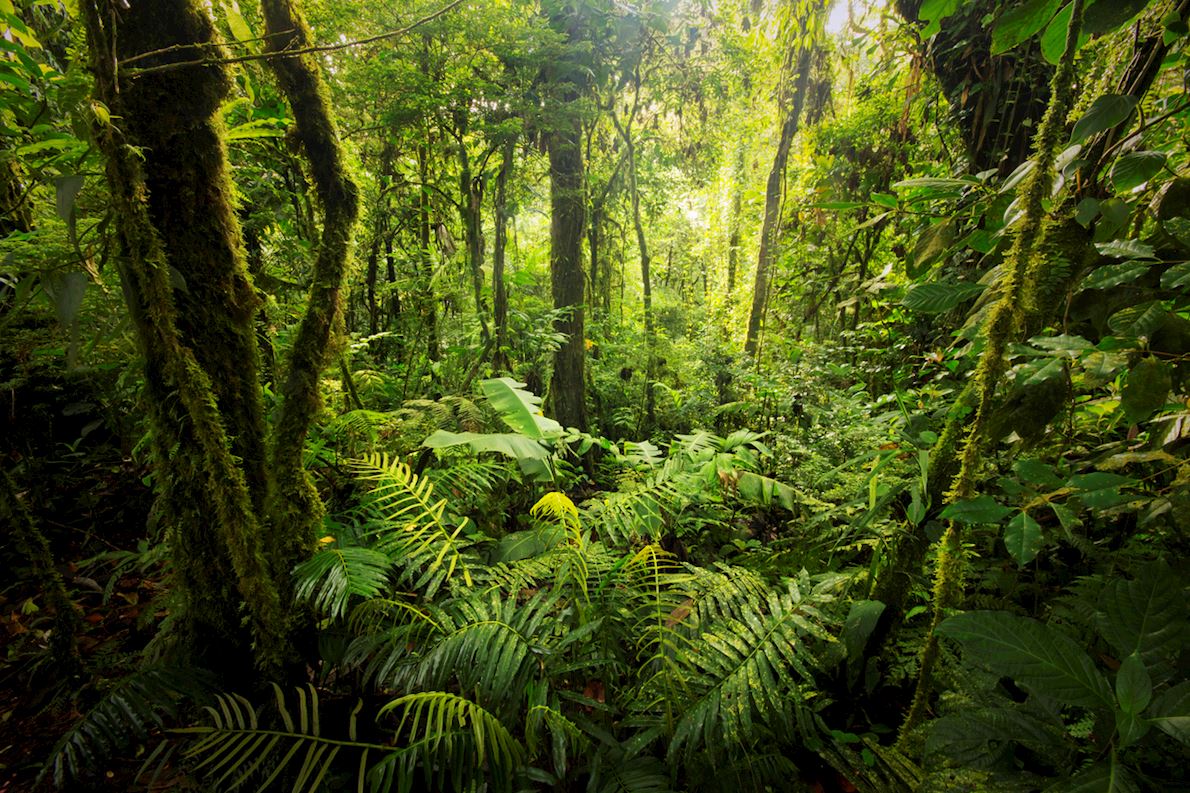 Jungle Runs World s Marathons